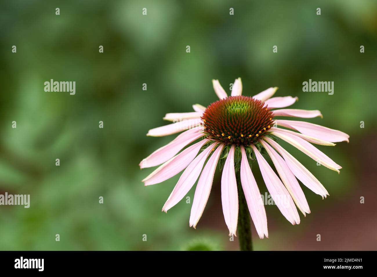 Coneflower close up hi-res stock photography and images - Alamy