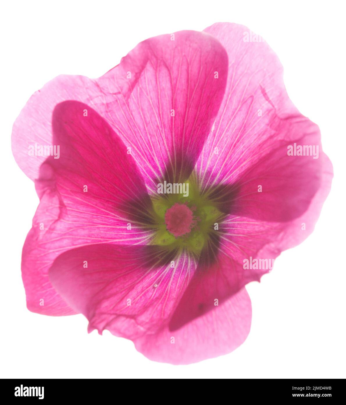 Green blooming white meadow Cut Out Stock Images & Pictures - Alamy