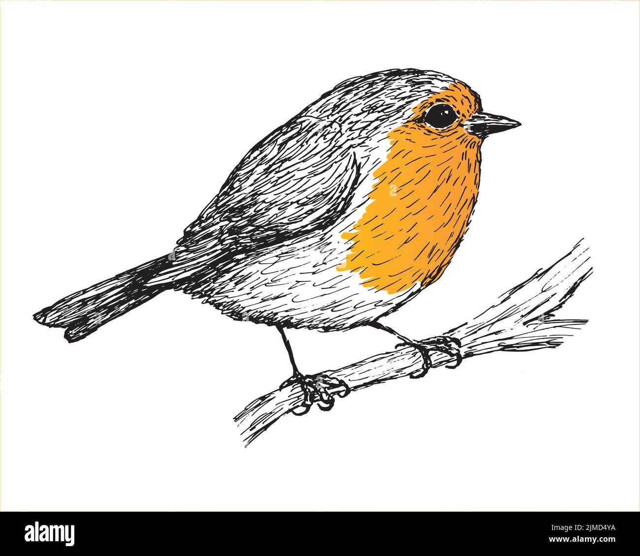 Pen drawing of a robin. Vectorized and colored. drawing is black and ...