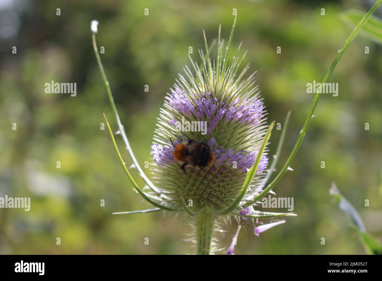 Common wild plants hi-res stock photography and images - Alamy