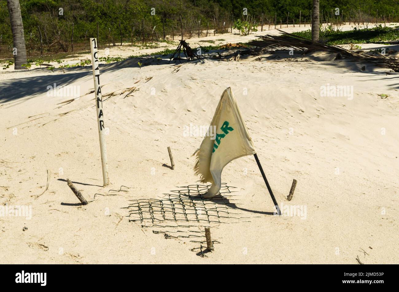 TAMAR Project, an important environmental conservation project for sea ...