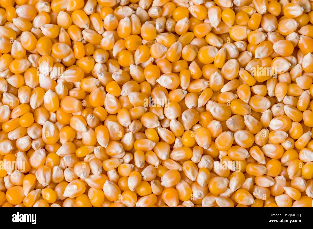 Beautiful pop corn background for various use. Popcorn corn grai Stock ...