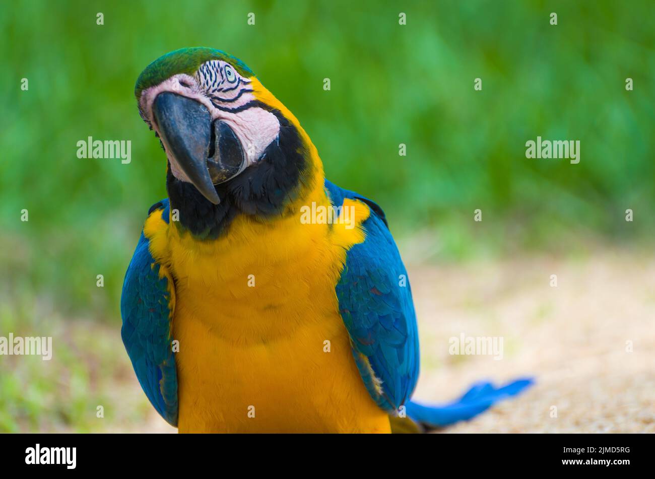 Beautiful Blue-and-yellow Macaw (Ara ararauna) in the Brazilian wetland Stock Photo - Alamy