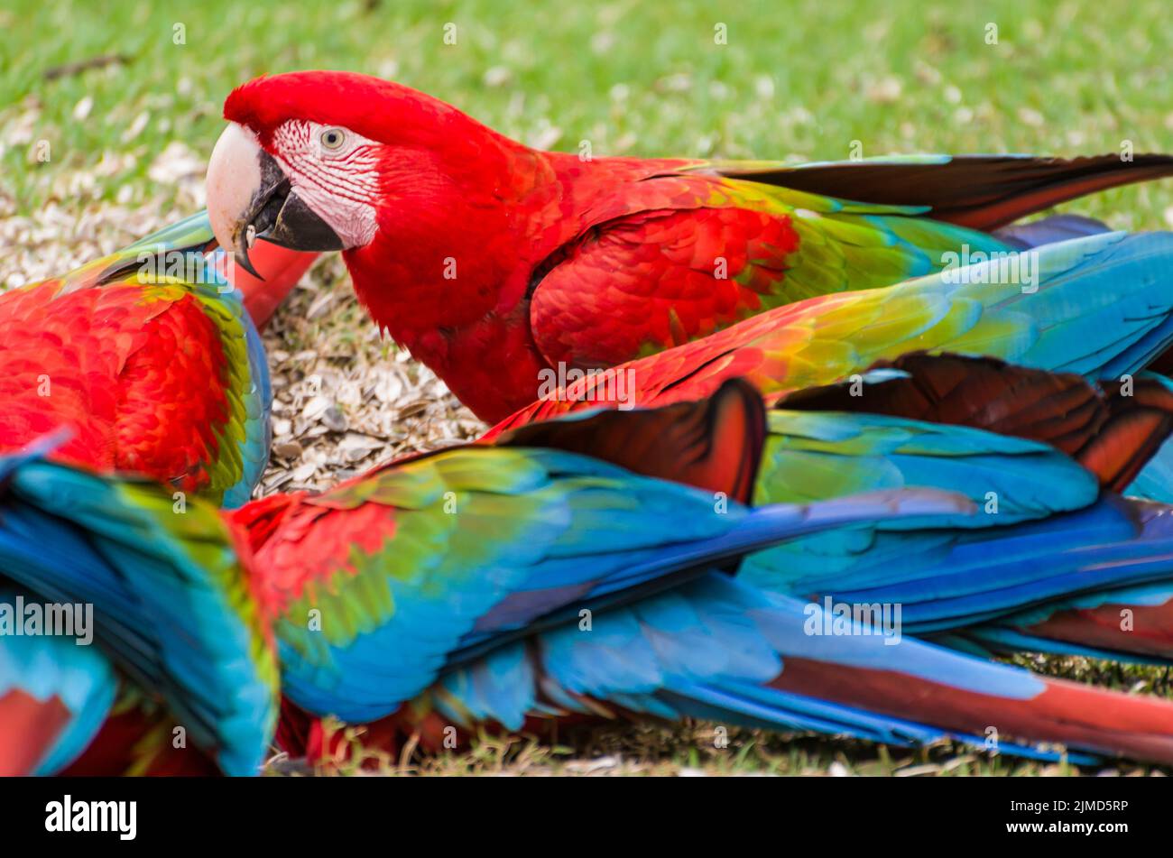 Beautiful red macaw in the Brazilian wetland Stock Photo - Alamy