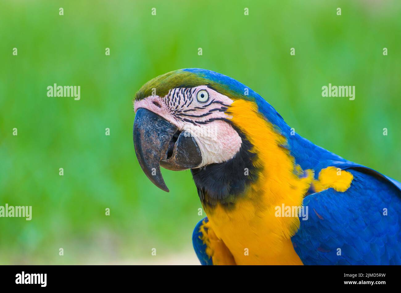 Beautiful Blue-and-yellow Macaw (Ara ararauna) in the Brazilian wetland Stock Photo - Alamy