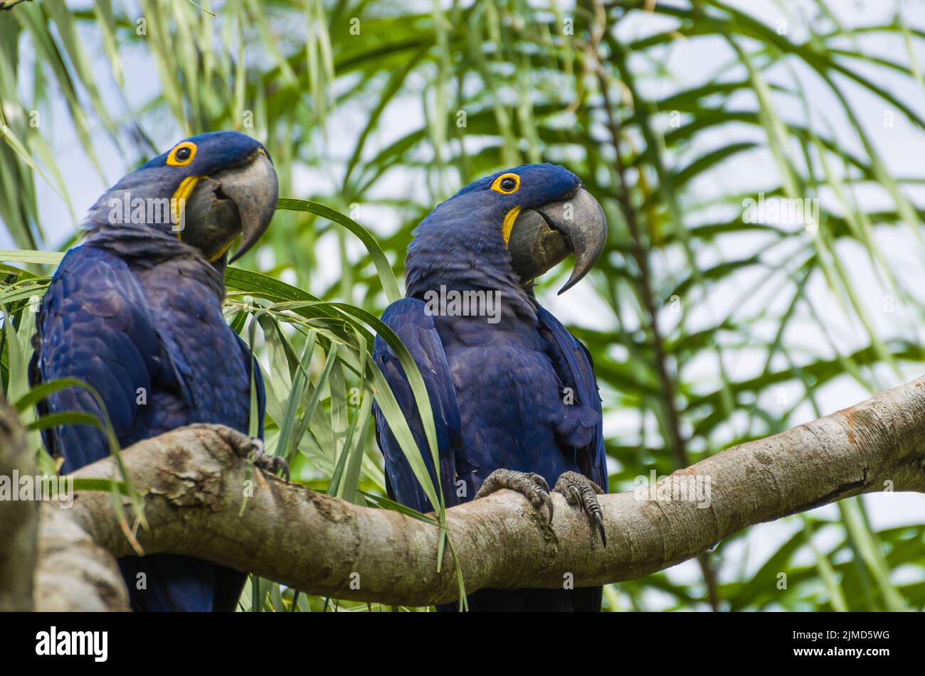 Beautiful Hyacinth Macaw (Anodorhynchus hyacinthinus) in the Brazilian ...
