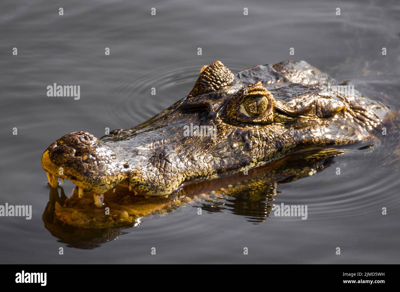 Beautiful Jacare (Caiman yacare) in the Brazilian wetland Stock Photo ...