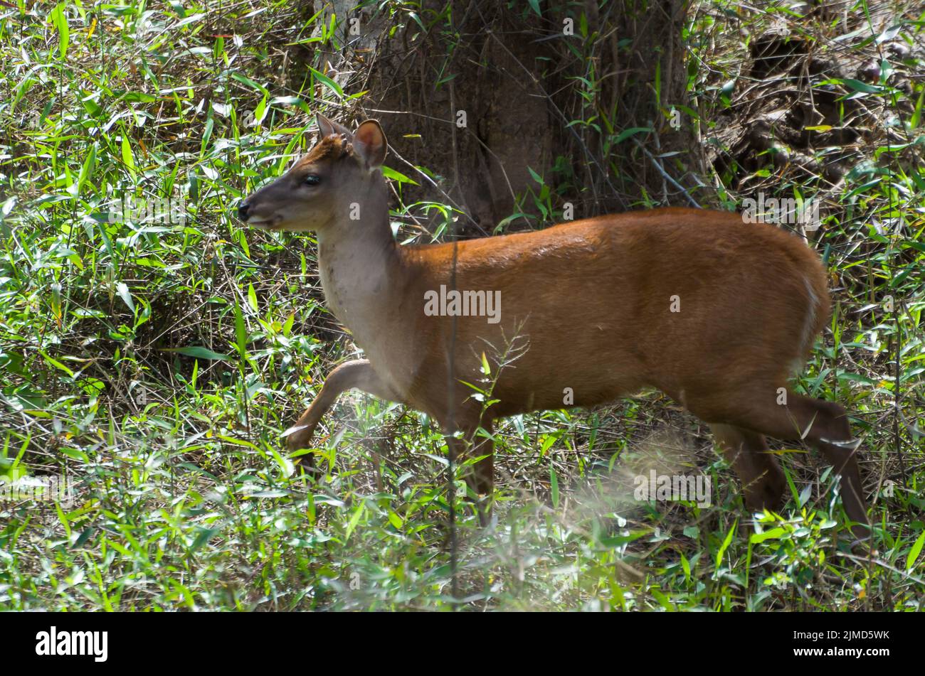 Pantanal deer, free in the Brazilian wetland biome Stock Photo - Alamy