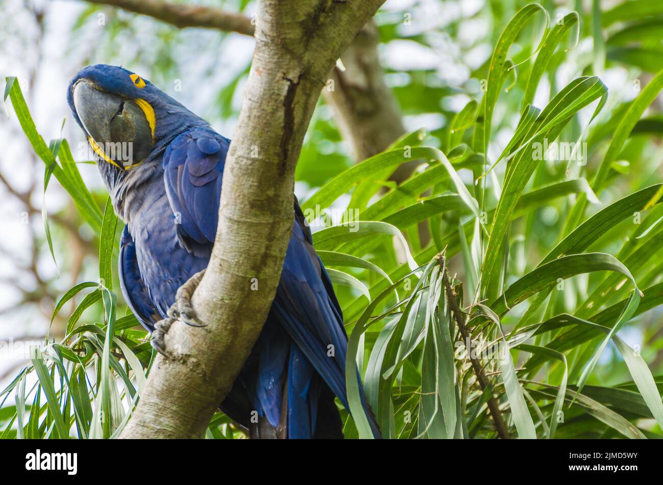 Beautiful Hyacinth Macaw (Anodorhynchus hyacinthinus) in the Brazilian ...