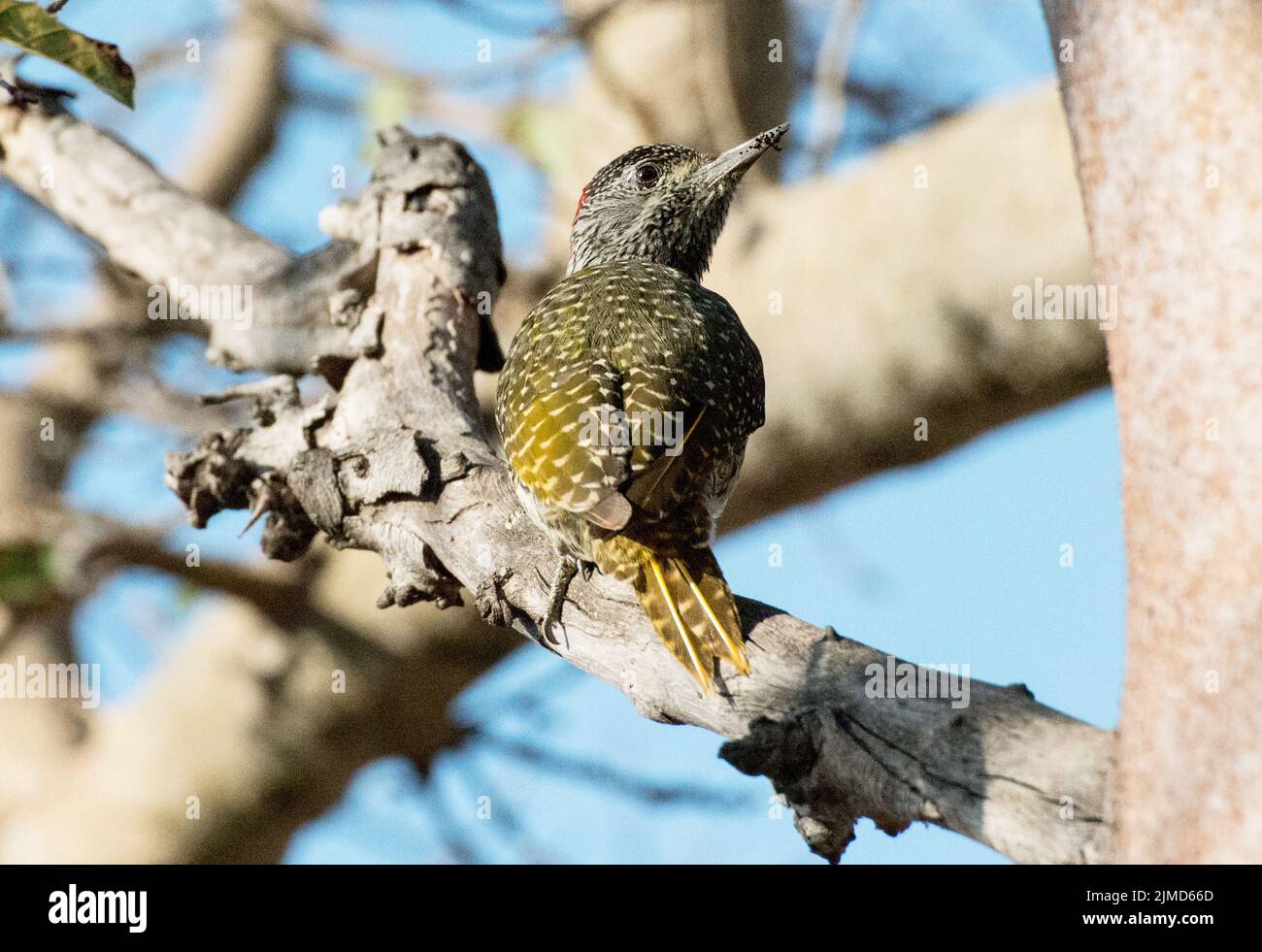 Bearded woodpecker in Kruger National Park, South Africa Stock Photo ...