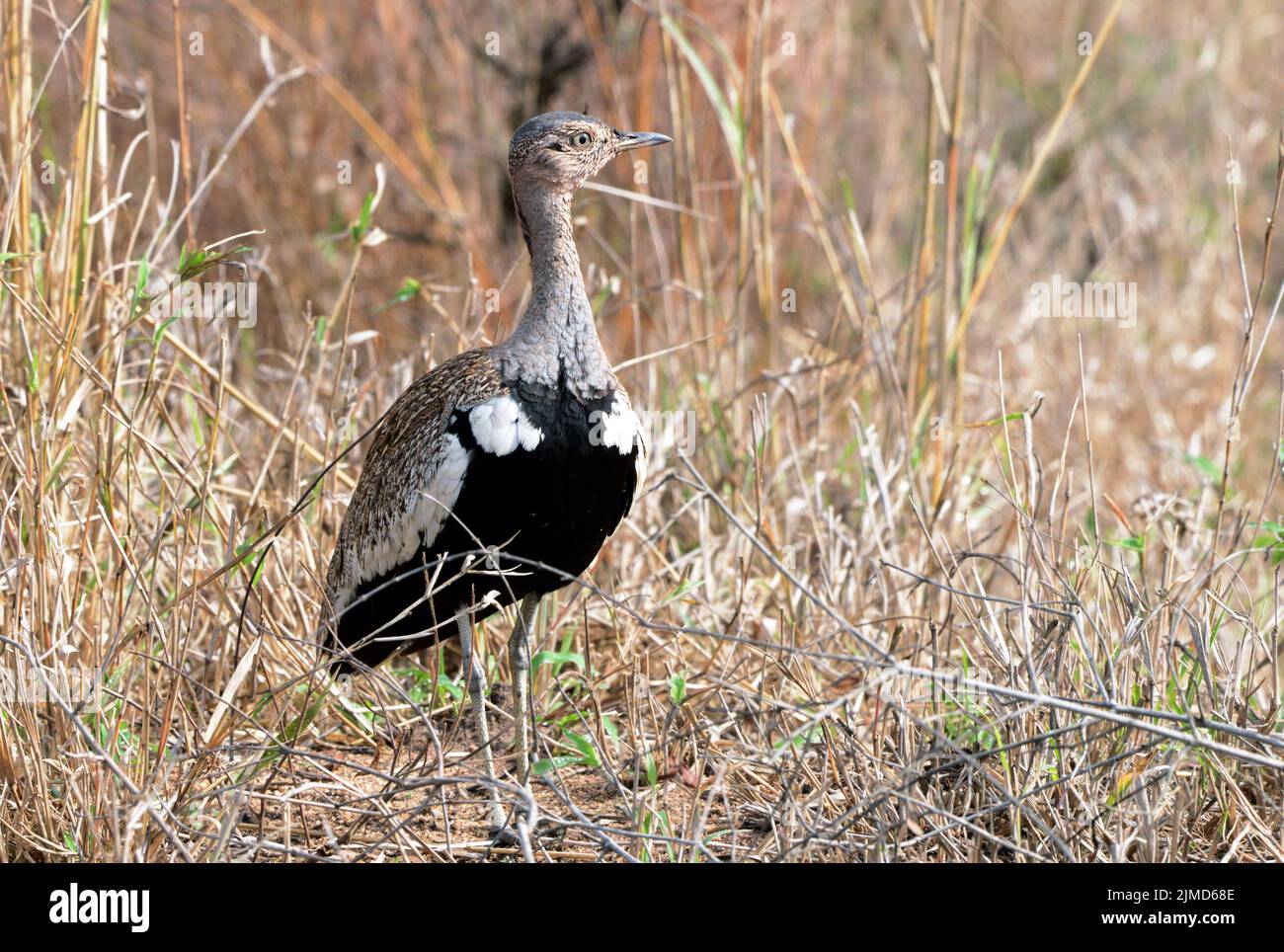 Red-crested bustard in Kruger National Park, South Africa Stock Photo ...
