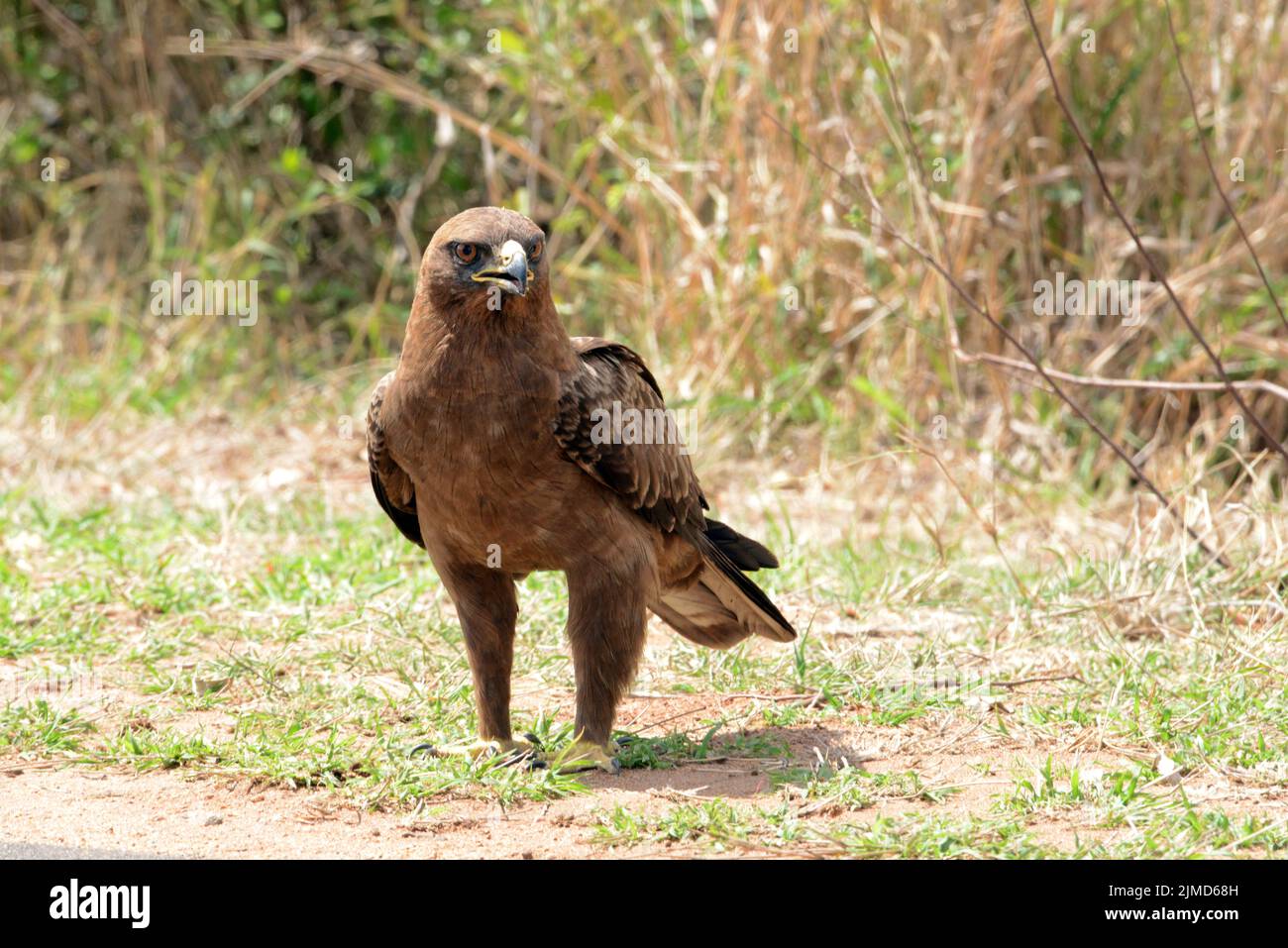 Wahlbergadler hi-res stock photography and images - Alamy
