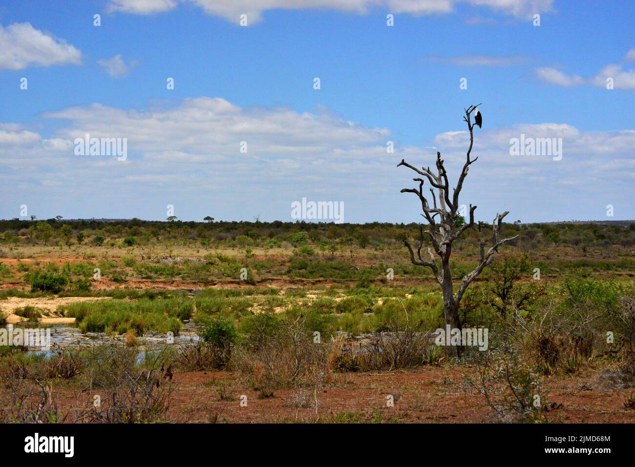 Landscape of the Kruger National Park in South Africa.The Kruger Park ...