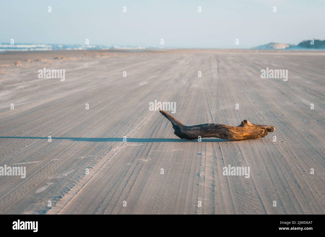 Tree trunk on beach path. Tree magic Stock Photo - Alamy