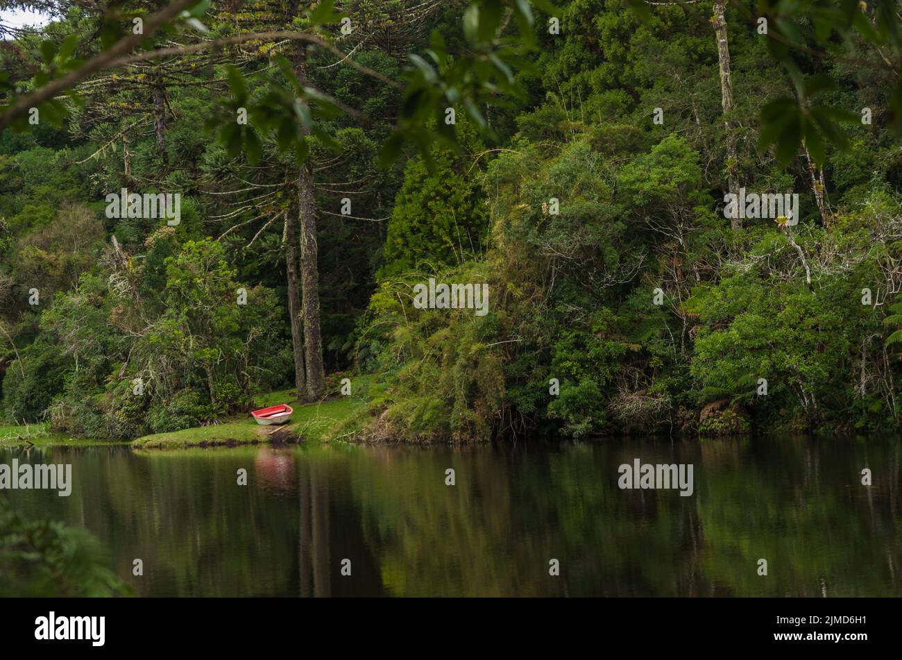 Mystical green forest of Brazil, mossy ground Stock Photo - Alamy