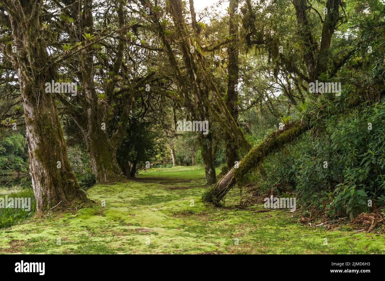 Mystical green forest of Brazil, mossy ground Stock Photo - Alamy