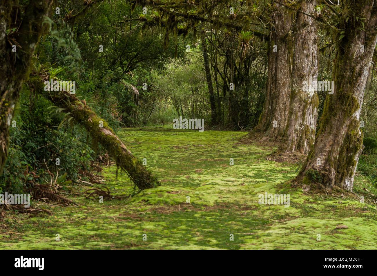 Mystical green forest of Brazil, mossy ground Stock Photo - Alamy