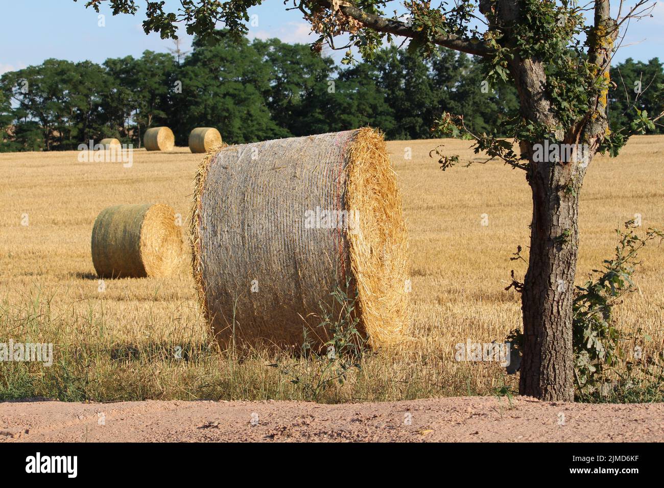 Straw trunk hi-res stock photography and images - Alamy