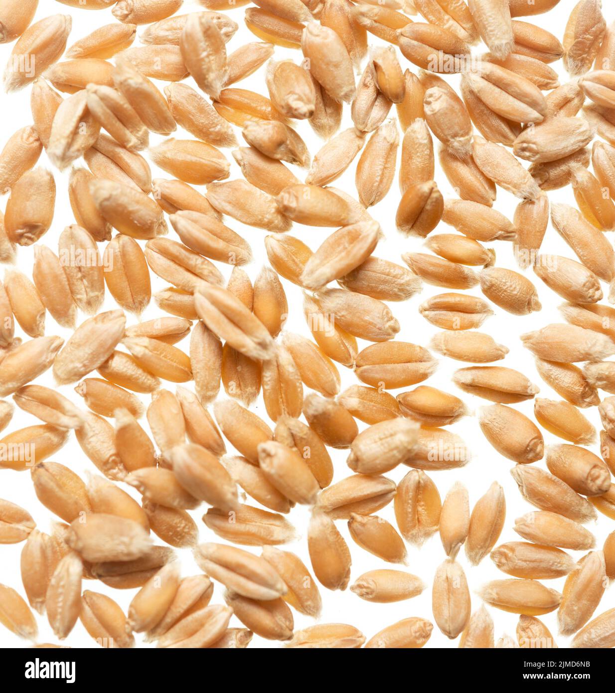 Grain wheat agriculture particle hi-res stock photography and images - Alamy