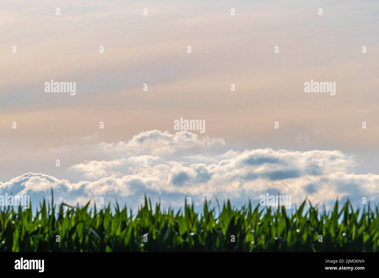Beautiful abstract evening skies above a corn field as a background ...