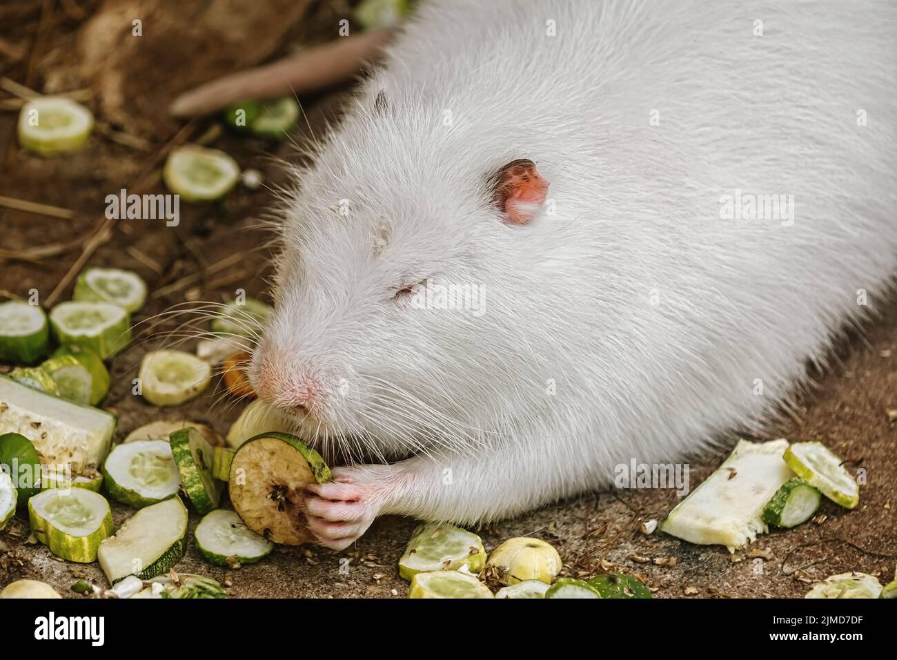 Coypu myocastor coypus myocastoridae hi-res stock photography and ...