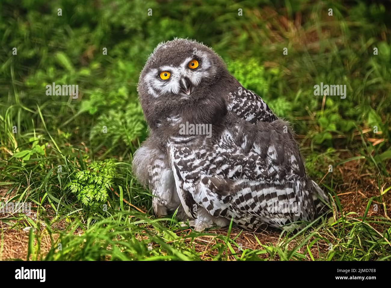 Juvenile snowy owl hi-res stock photography and images - Alamy