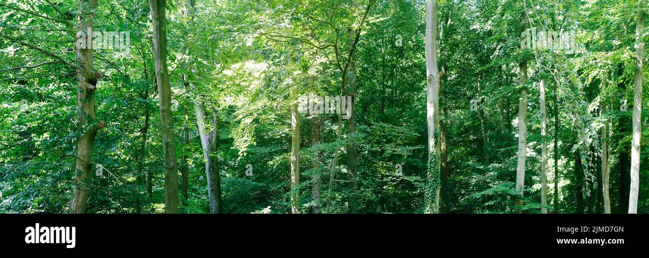 Forest, trees, banner, green, landscape Stock Photo - Alamy