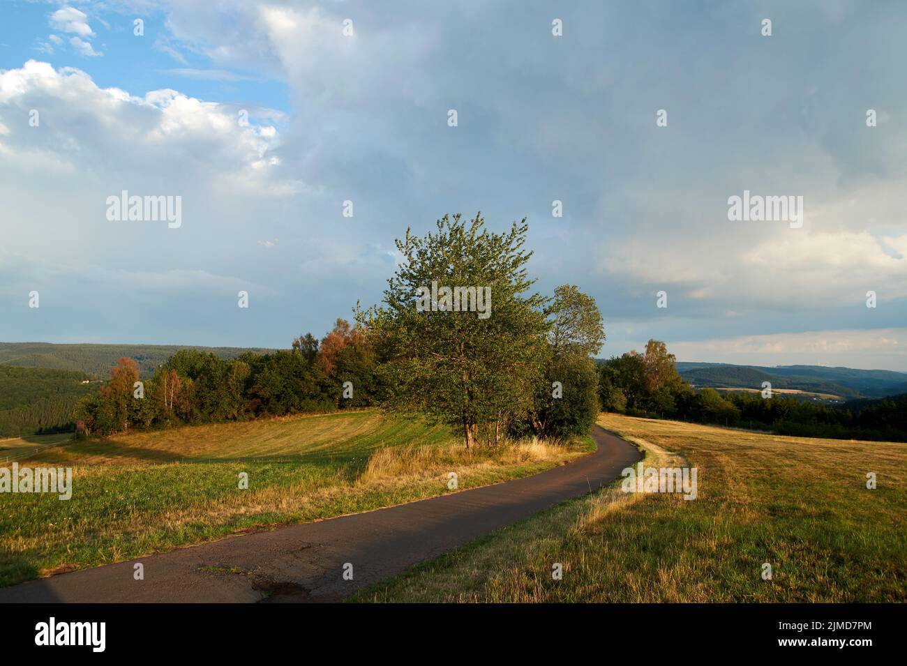 Oak trees on a forest path hi-res stock photography and images - Alamy
