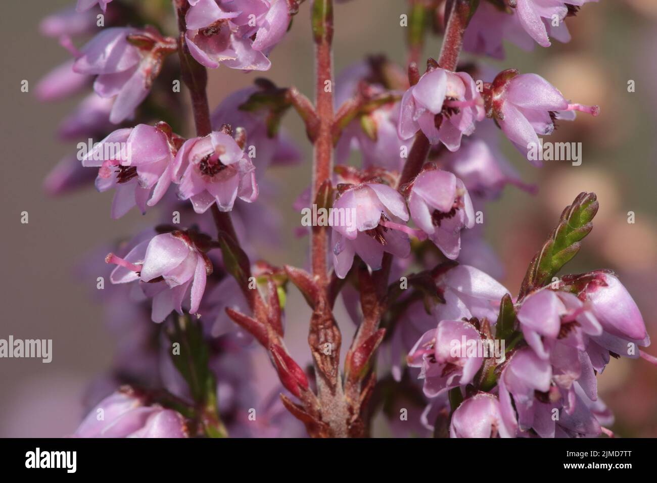 Common heather flowering hi-res stock photography and images - Alamy
