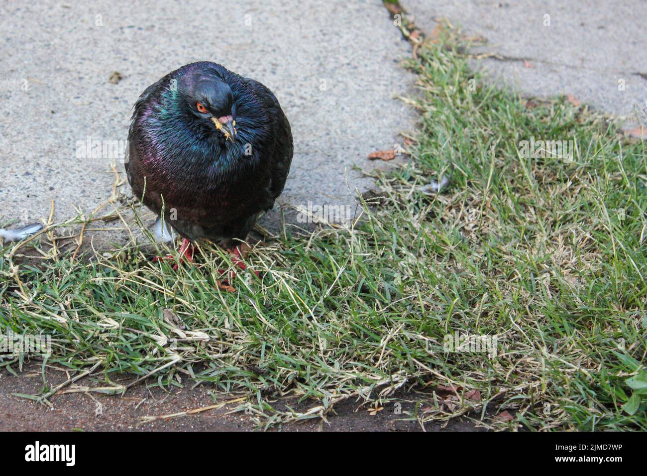 Fat pigeon hi-res stock photography and images - Alamy