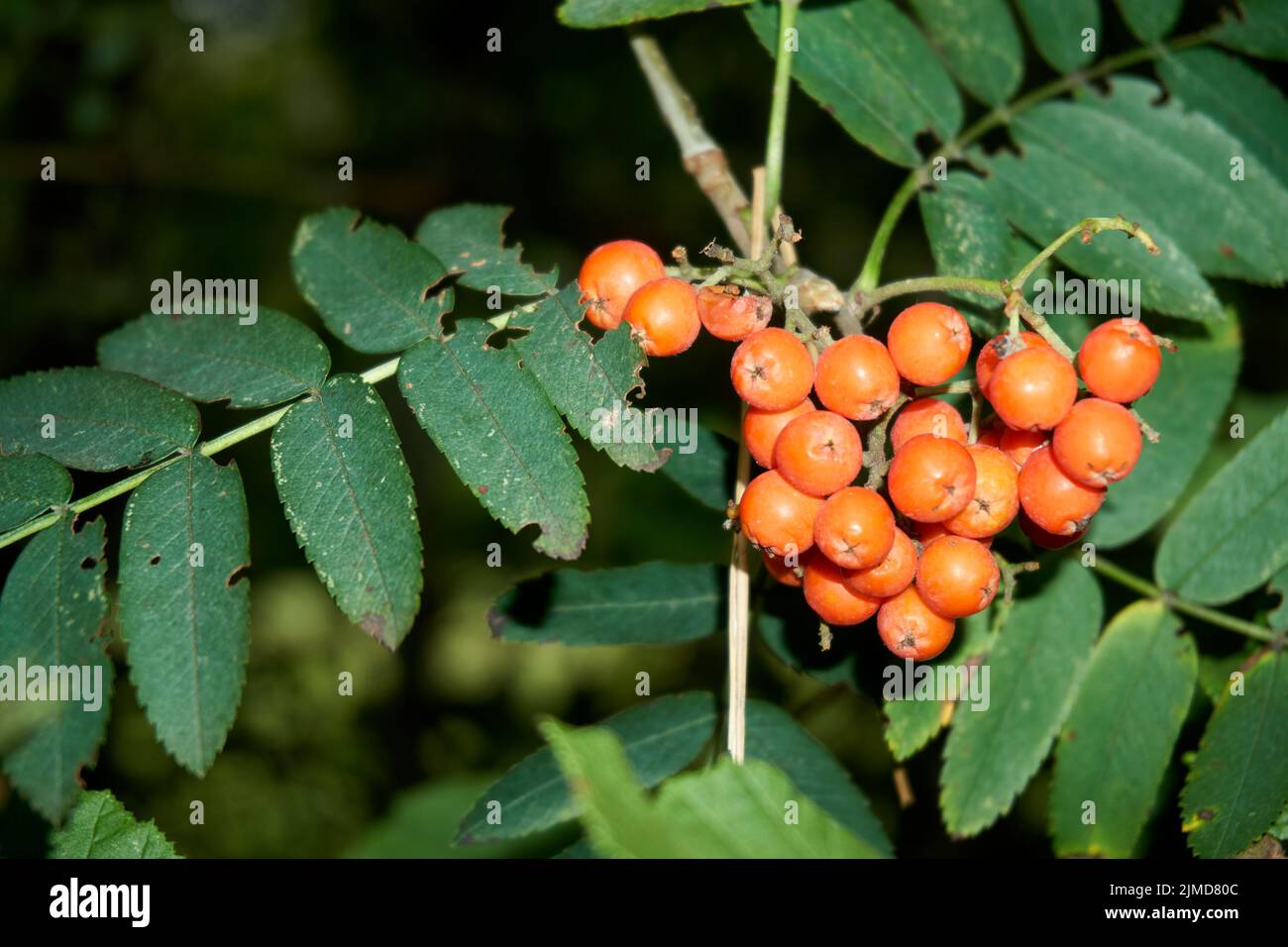 Red wild rowan berries hi-res stock photography and images - Alamy