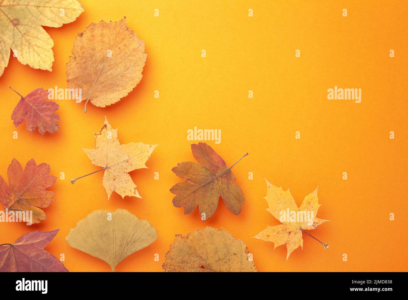 Orange colored leaves hi-res stock photography and images - Alamy
