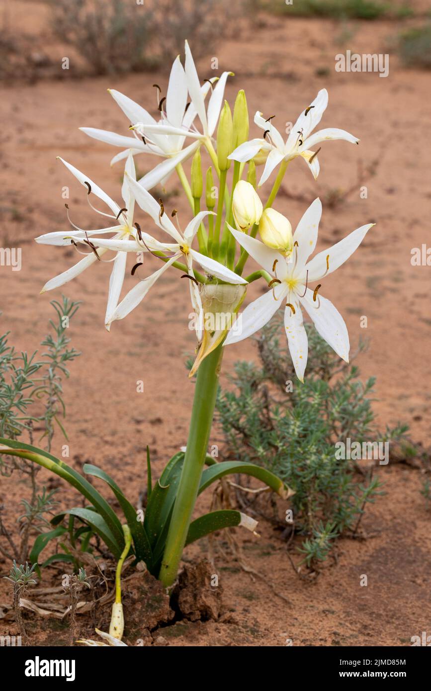 Flora darling hi-res stock photography and images - Alamy