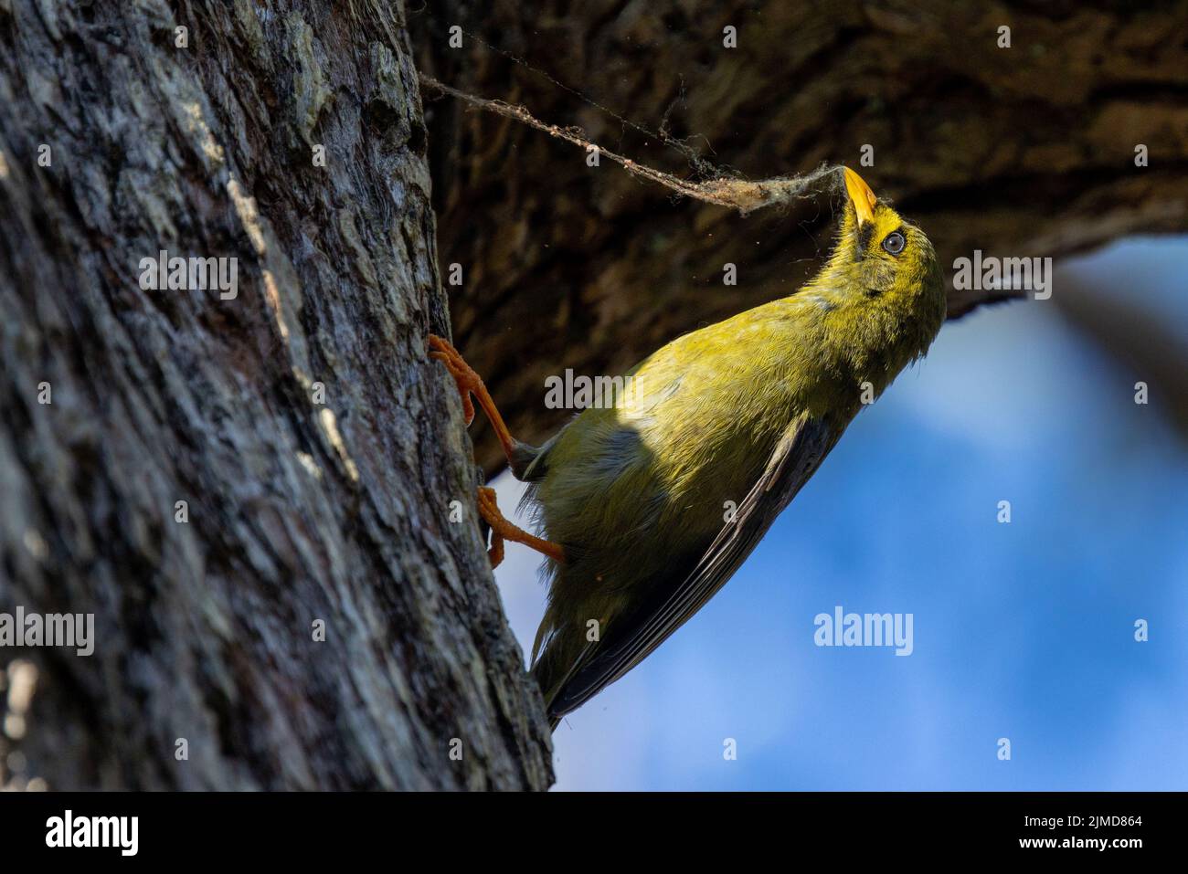 Australian bell bird hi-res stock photography and images - Alamy