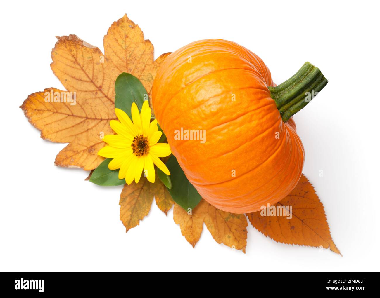 Fresh pumpkin halloween Cut Out Stock Images & Pictures - Alamy