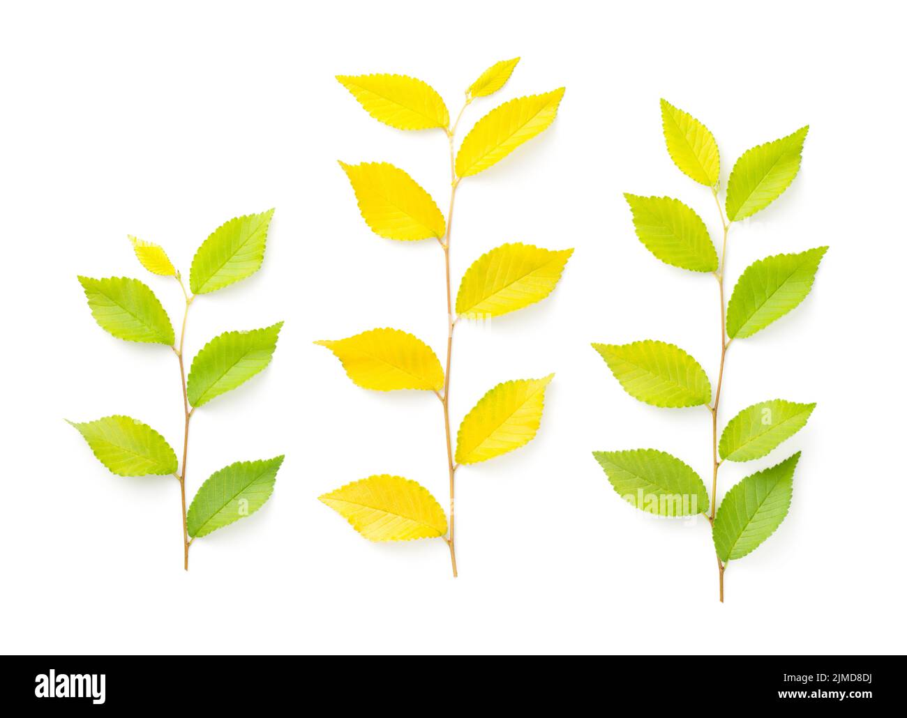 White background twigs Cut Out Stock Images & Pictures - Alamy