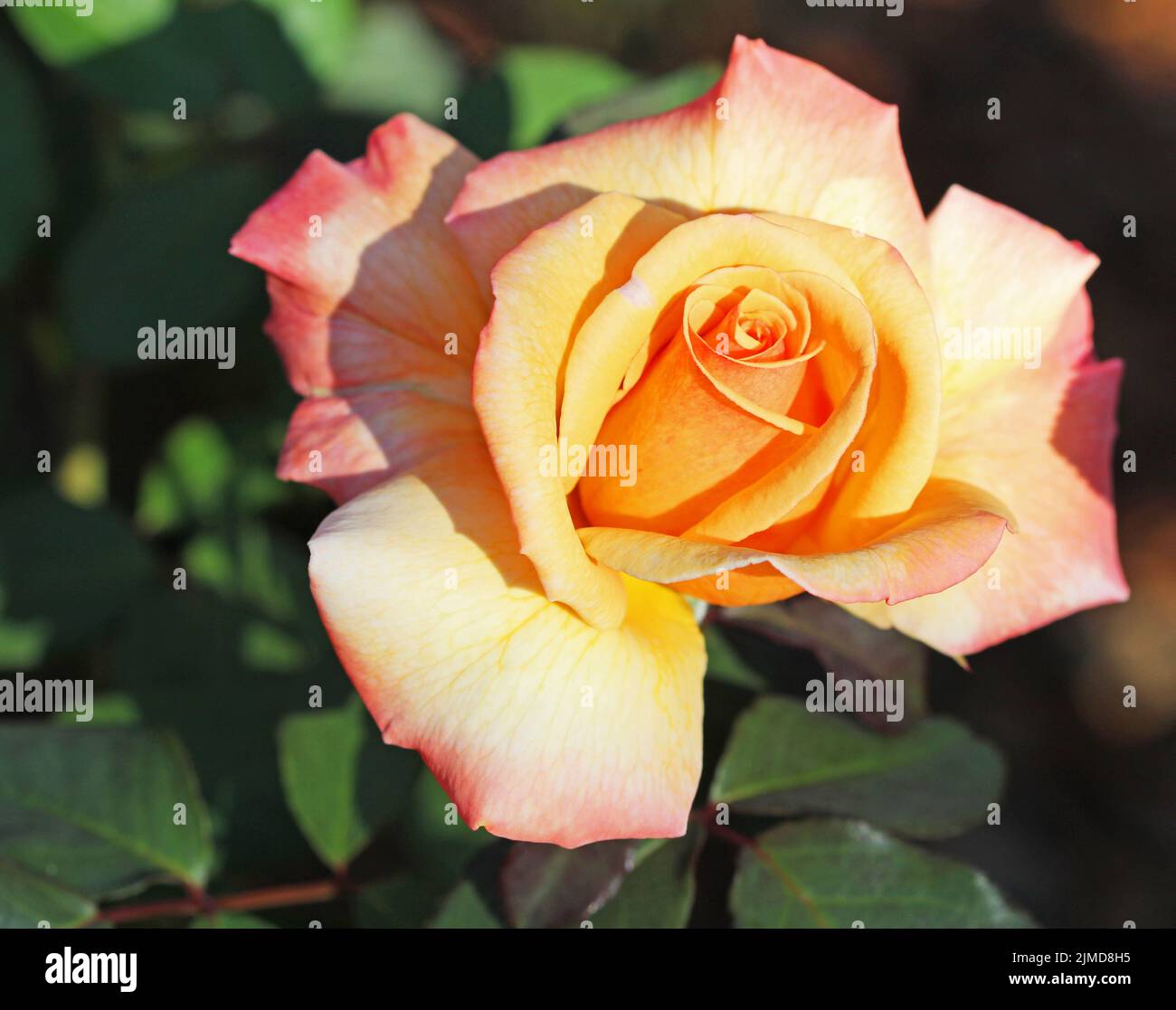 Rose tropical hi-res stock photography and images - Alamy