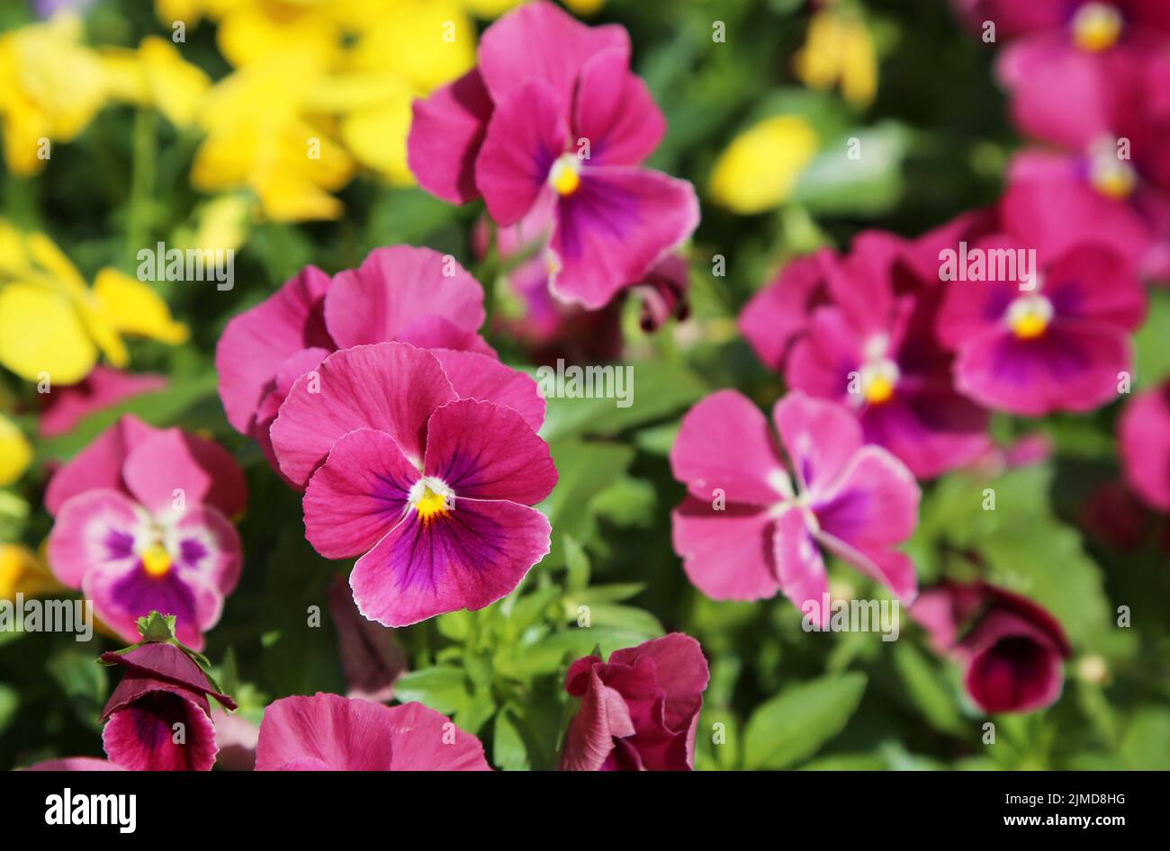 Beauty of purple hi-res stock photography and images - Alamy