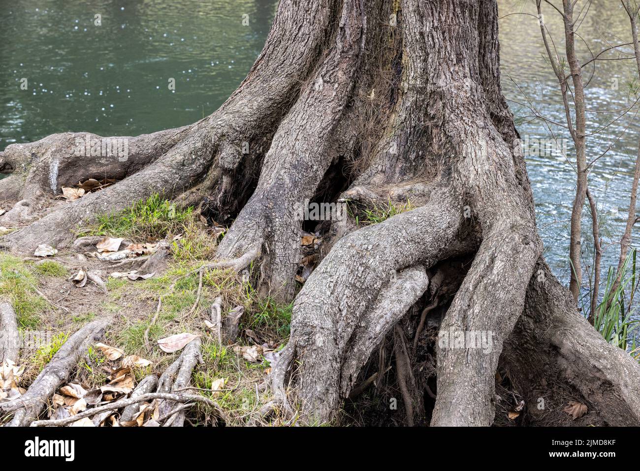 River She Oak Trees along side of Cotter River; Australian Capital ...