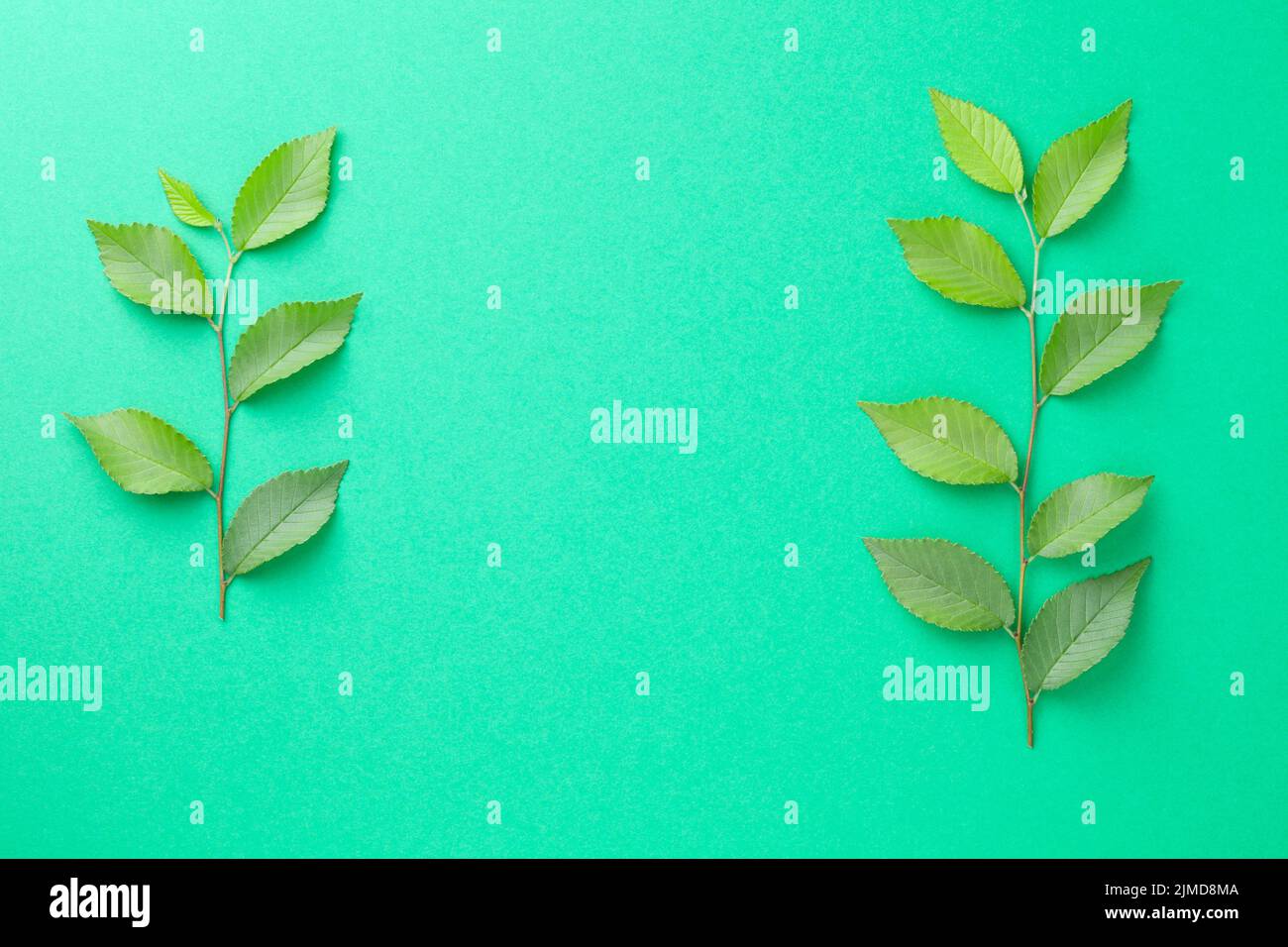 Minimal Composition With Twigs Of Elm Tree Stock Photo - Alamy