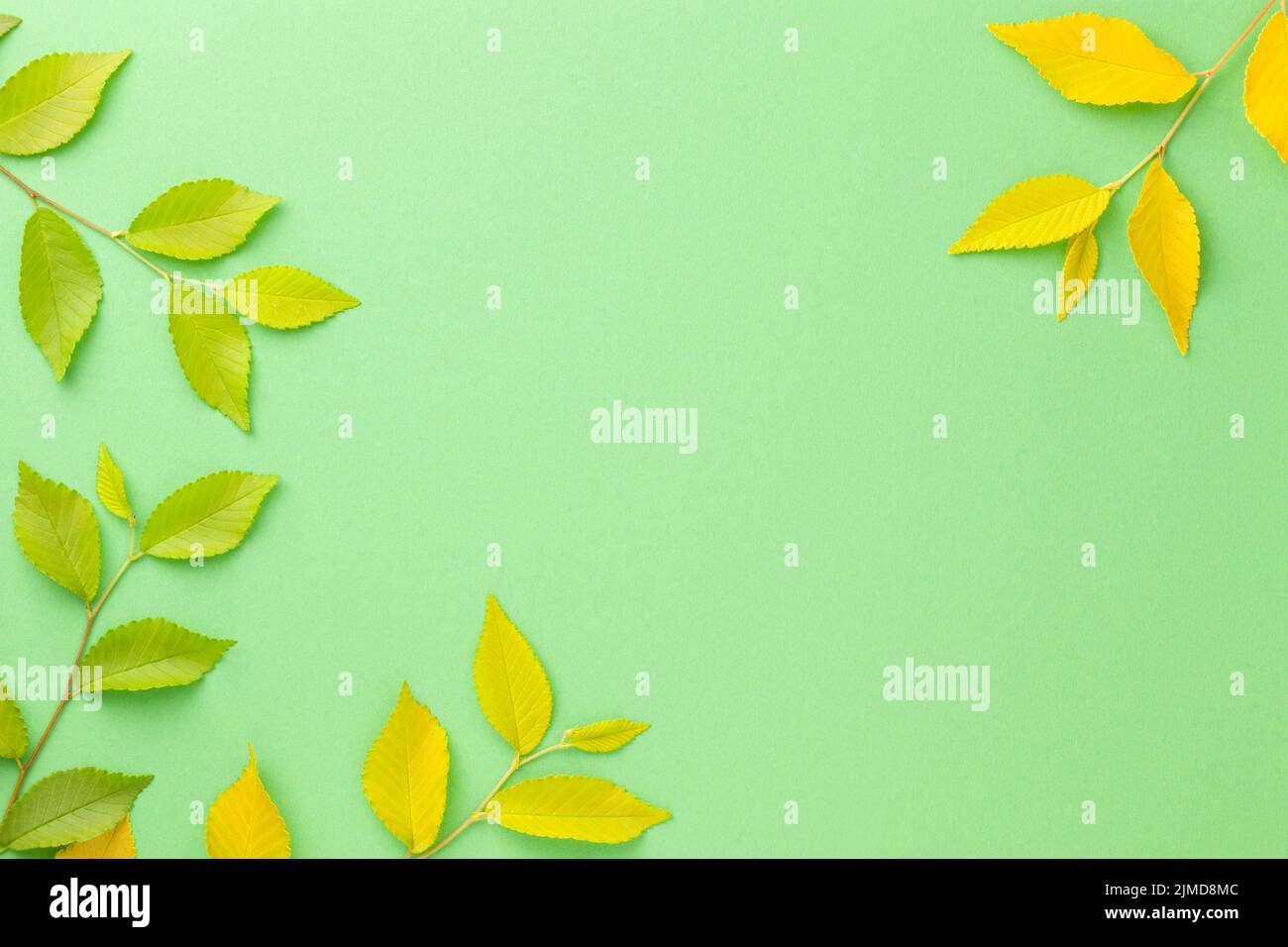 Frame With Yellow And Green Leaves Stock Photo - Alamy
