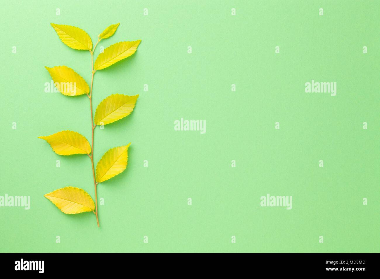 Minimal Background With Elm Tree Twig Stock Photo - Alamy