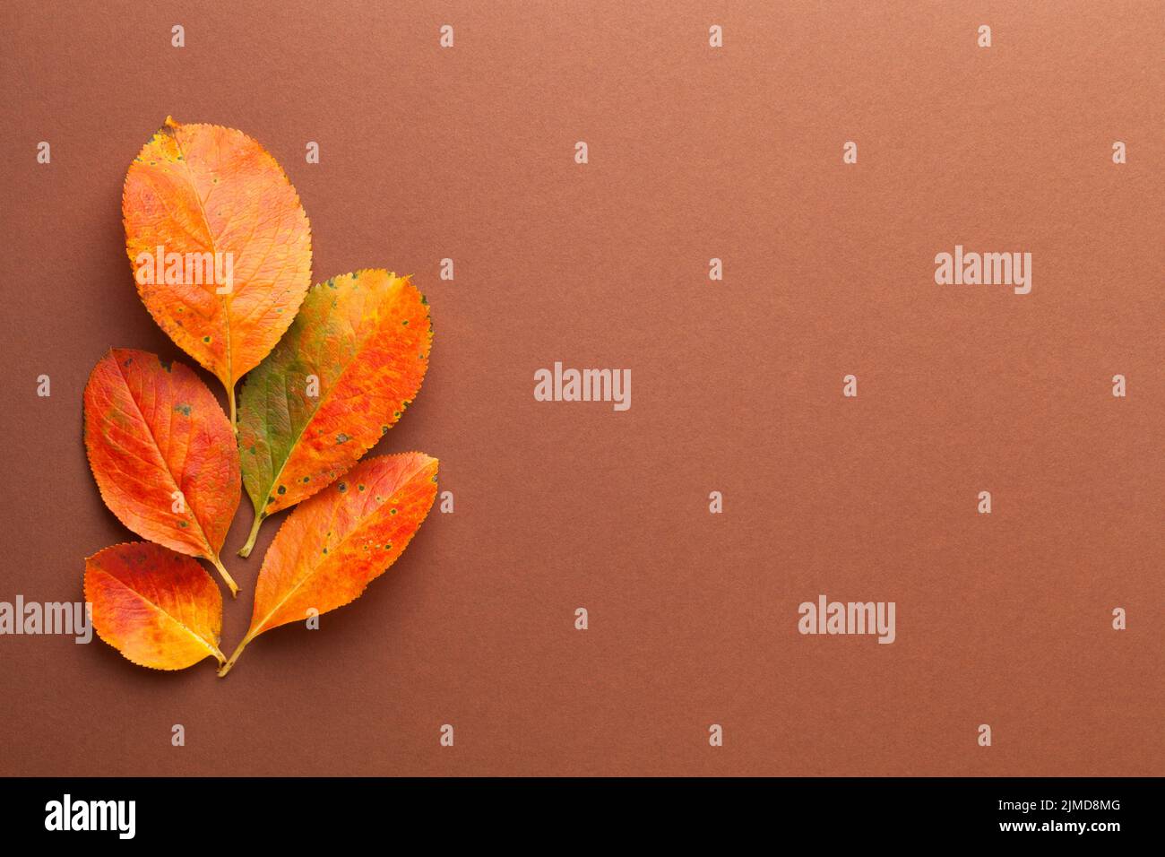 Background dry autumn orange hi-res stock photography and images - Alamy