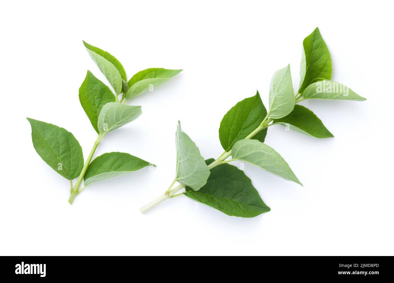 Fresh Jasmine Sprigs With Green Leaves Isolated Stock Photo - Alamy
