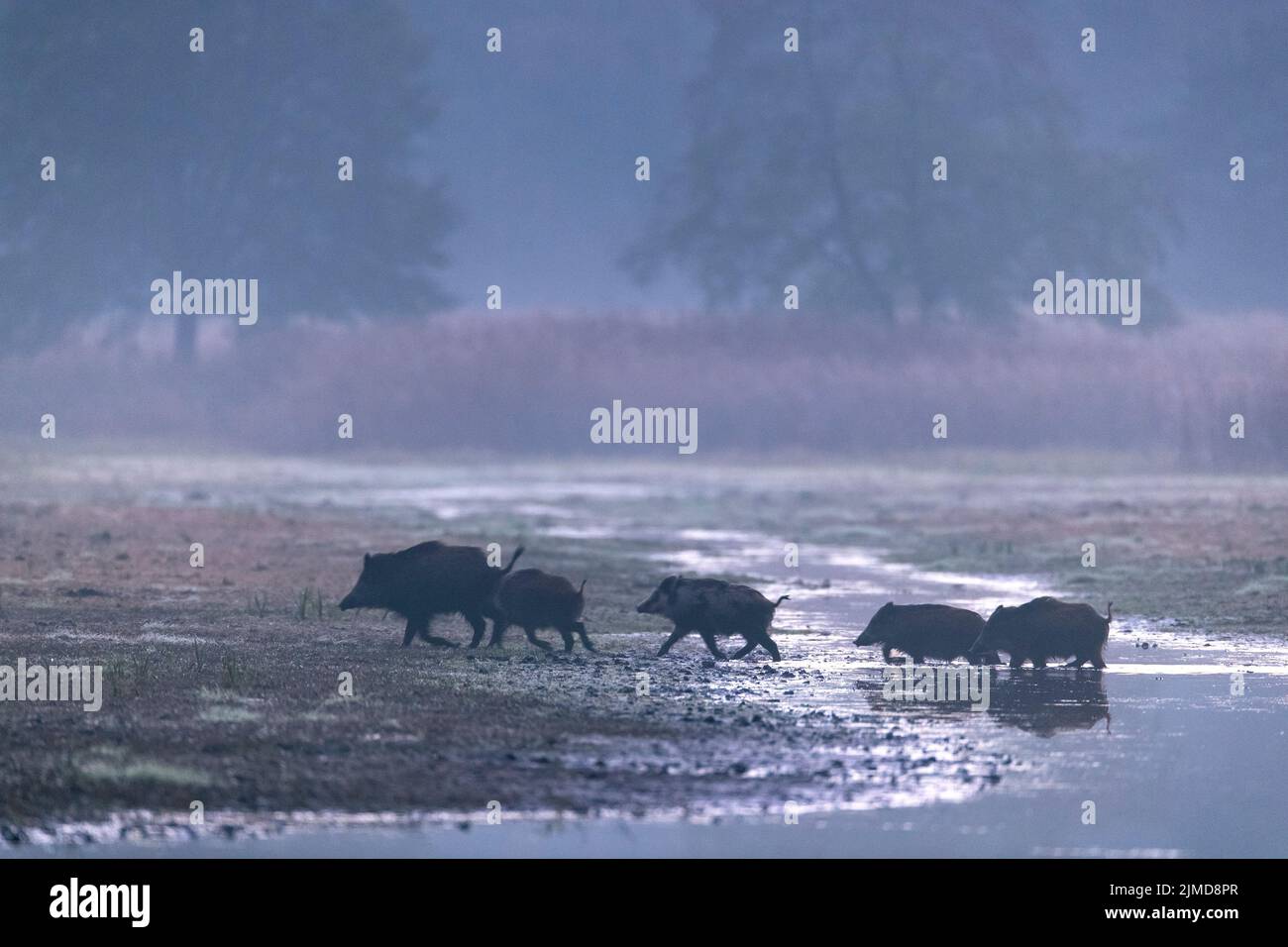 Sounder hi-res stock photography and images - Alamy