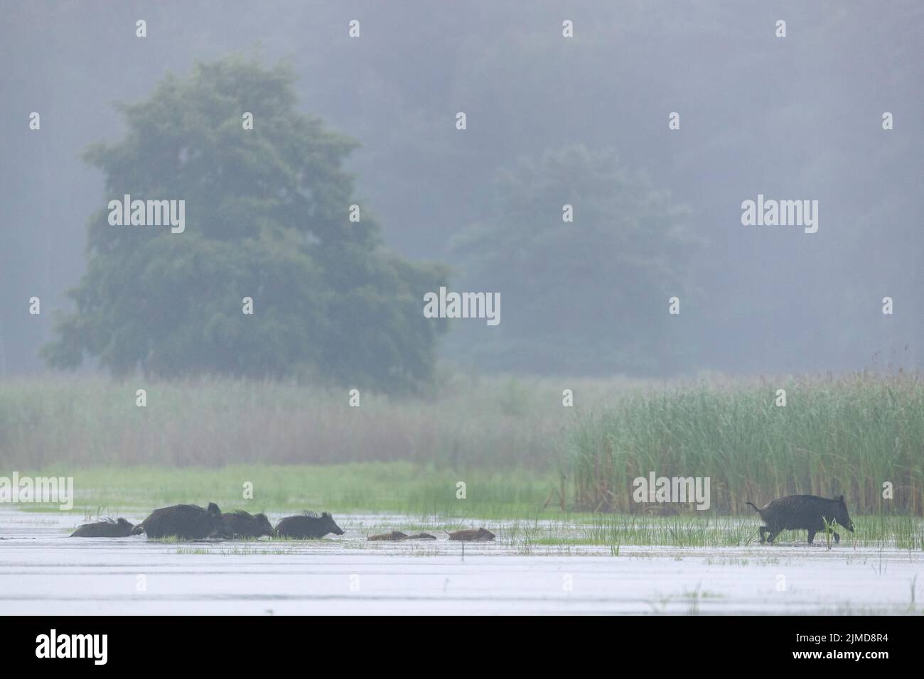 Sounder hi-res stock photography and images - Alamy