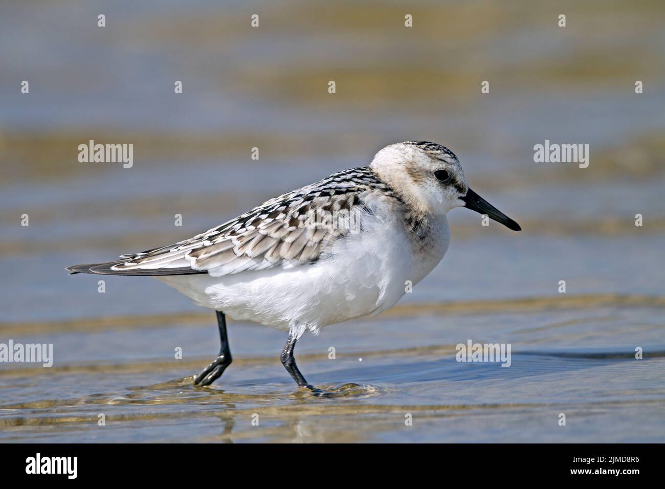 Basic plumage hi-res stock photography and images - Alamy