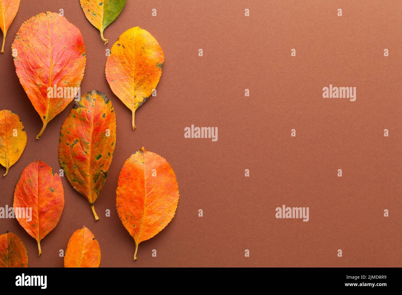 Minimal leaves hi-res stock photography and images - Alamy