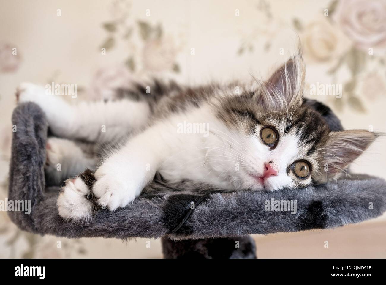 Kitten on bed hi-res stock photography and images - Alamy