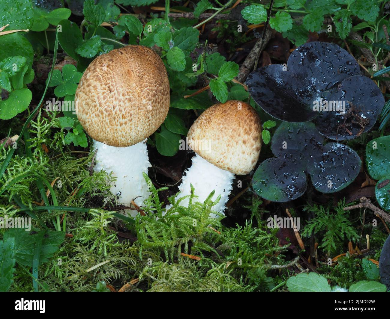 Prince mushroom, Agaricus augustus Stock Photo - Alamy